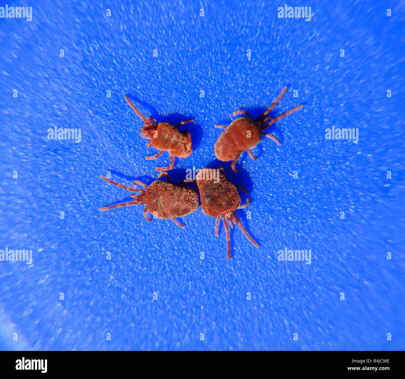 Arthropod mites on a blue background. Close up macro Red velvet Stock ...