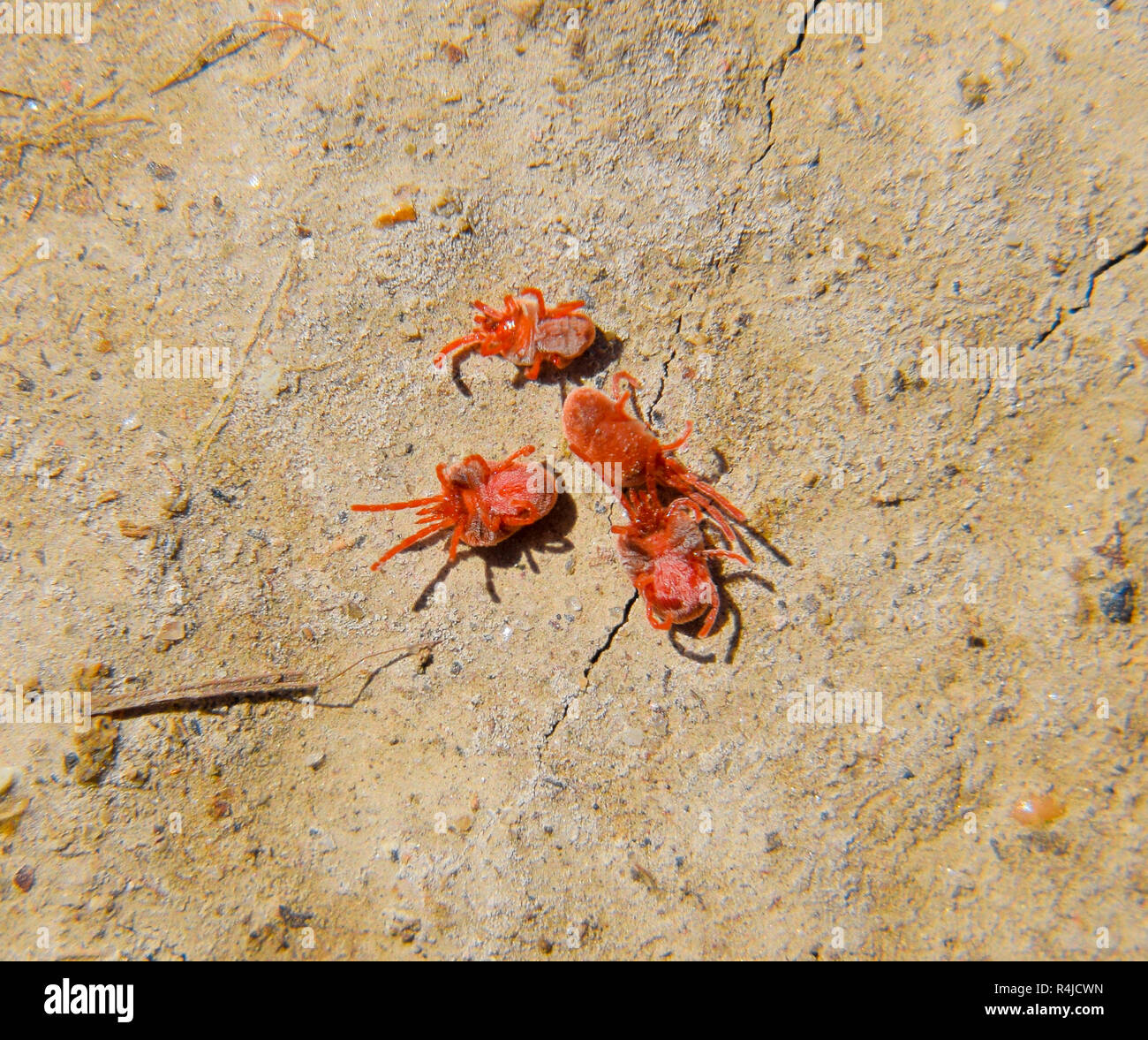 Arthropod mites on the ground. Close up macro Red velvet mite or Stock ...