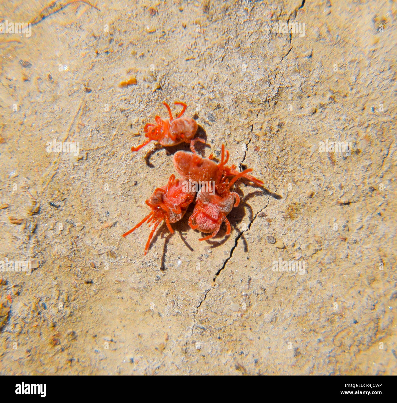 Arthropod mites on the ground. Close up macro Red velvet mite or Stock ...