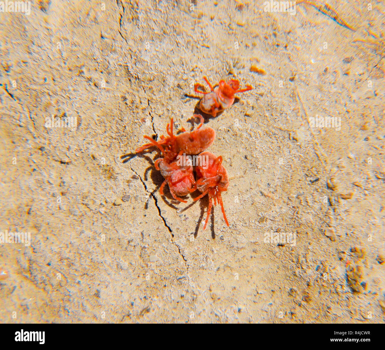 Arthropod mites on the ground. Close up macro Red velvet mite or Stock ...