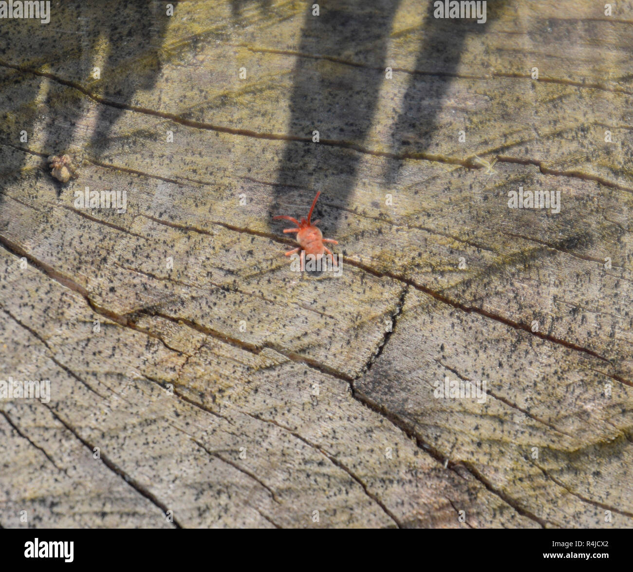 Red velvet tick on hi-res stock photography and images - Alamy