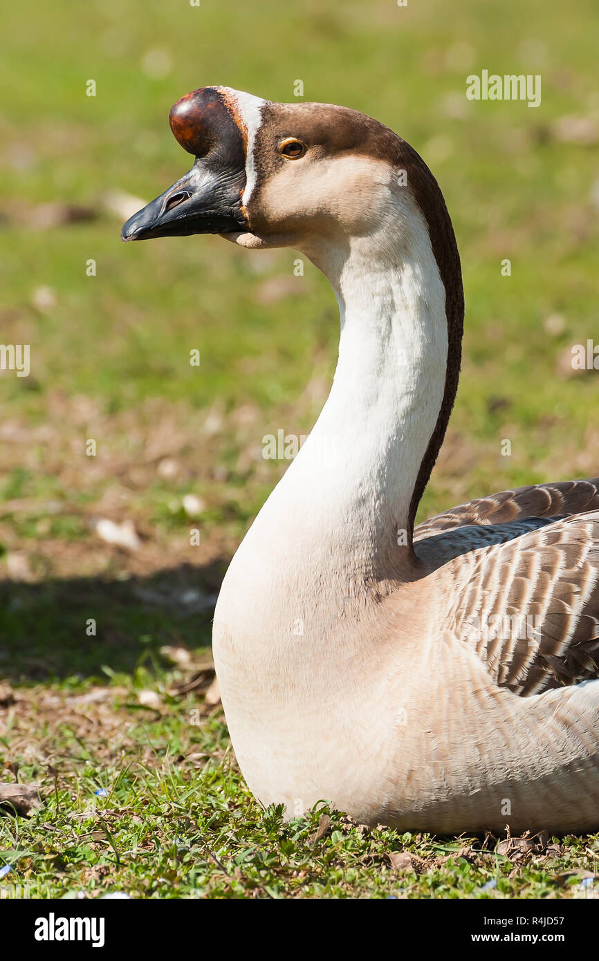 Swan goose. Anser cignoides. Chinese goose Stock Photo - Alamy