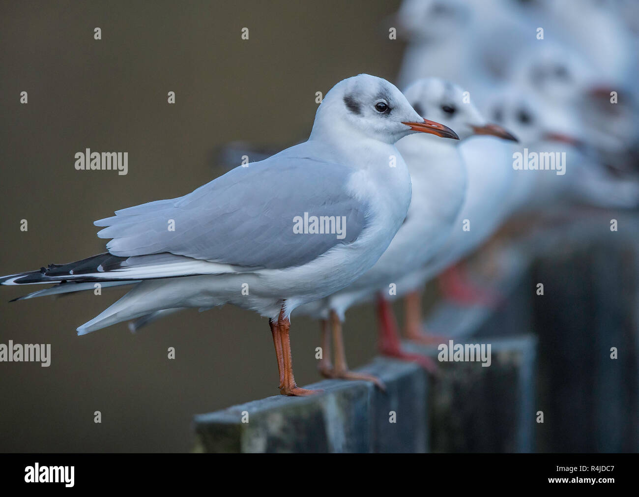 Black Head Gull Stock Photo - Alamy