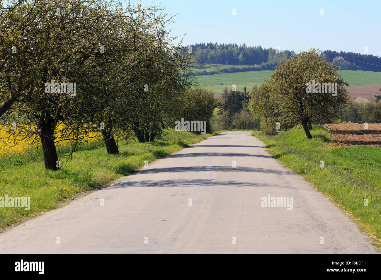 road with alley of apple trees in bloom Stock Photo - Alamy