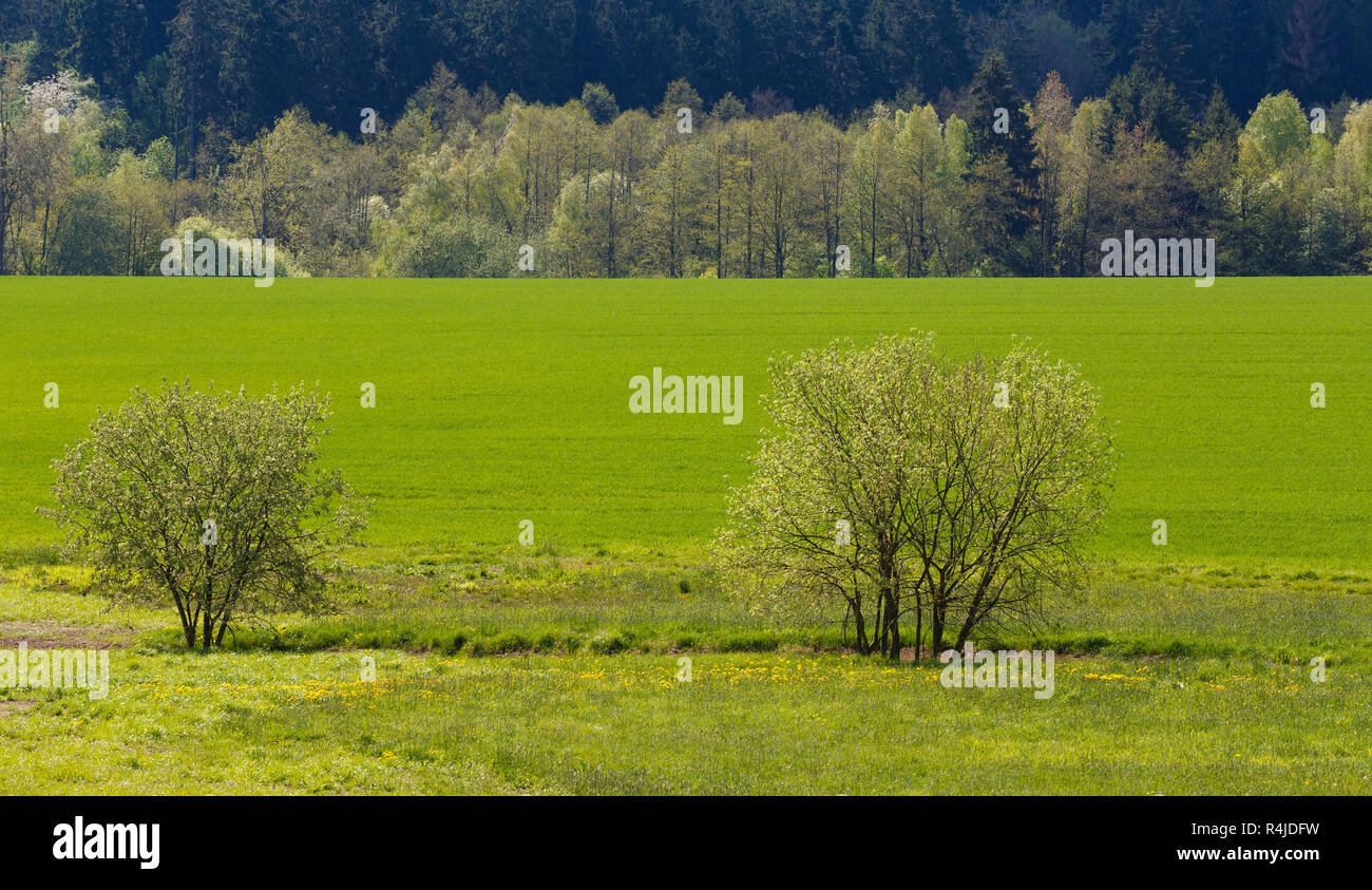 spring rural summer landscape Stock Photo - Alamy