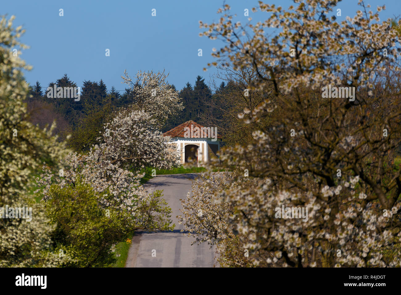 road with alley of apple trees in bloom Stock Photo - Alamy