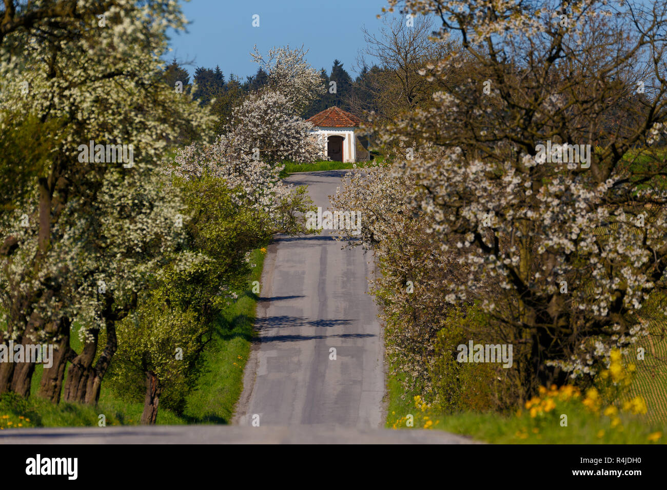 road with alley of apple trees in bloom Stock Photo - Alamy