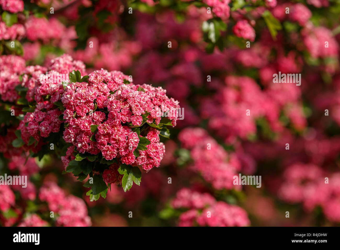 Flowers pink hawthorn. Tree pink hawthorn Stock Photo - Alamy