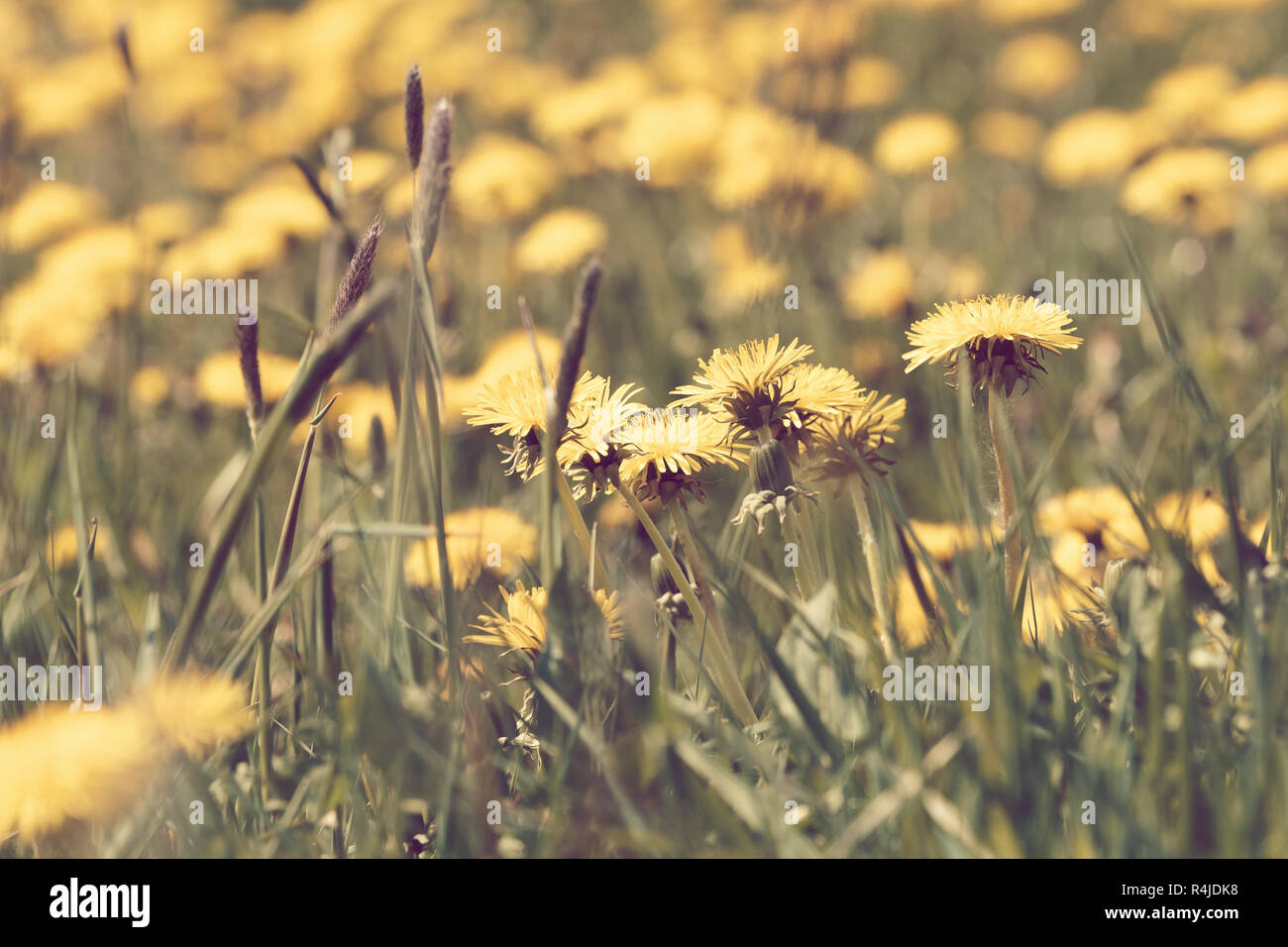 Dandelion springtime meadow retro color Stock Photo - Alamy
