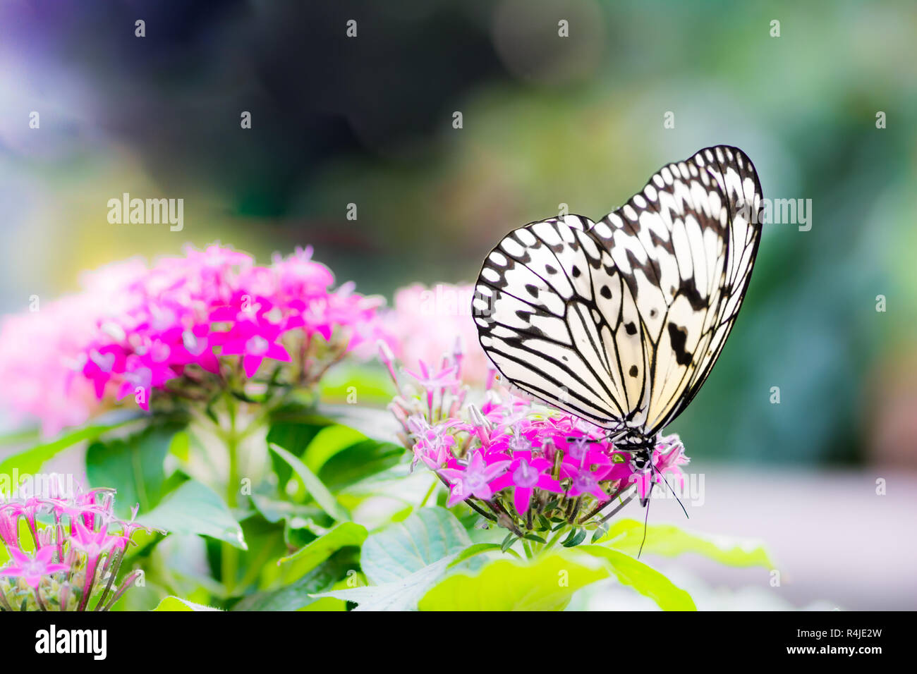 Large tree nymph butterfly on a flower blossom Stock Photo - Alamy