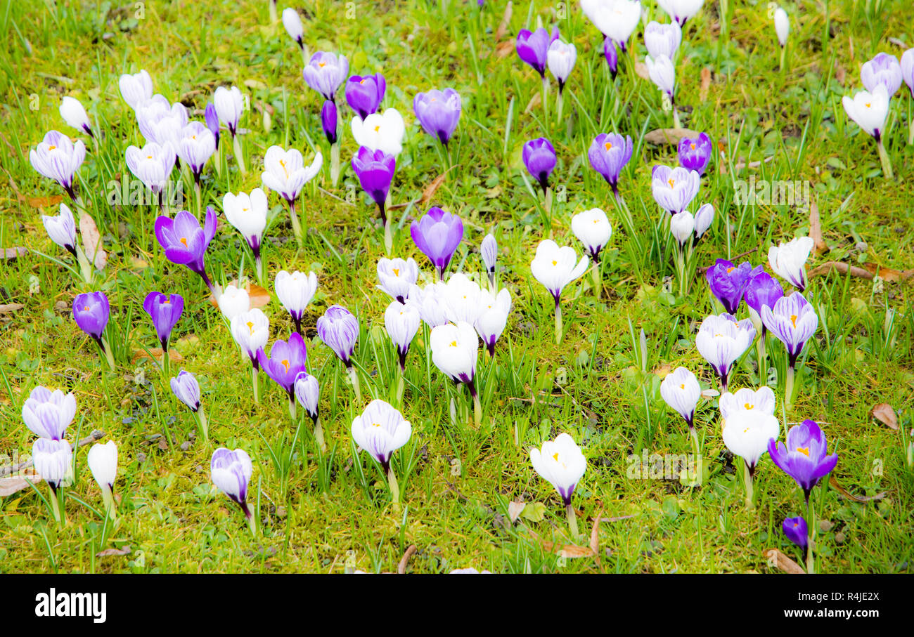 Spring background with various crocus flowers Stock Photo - Alamy