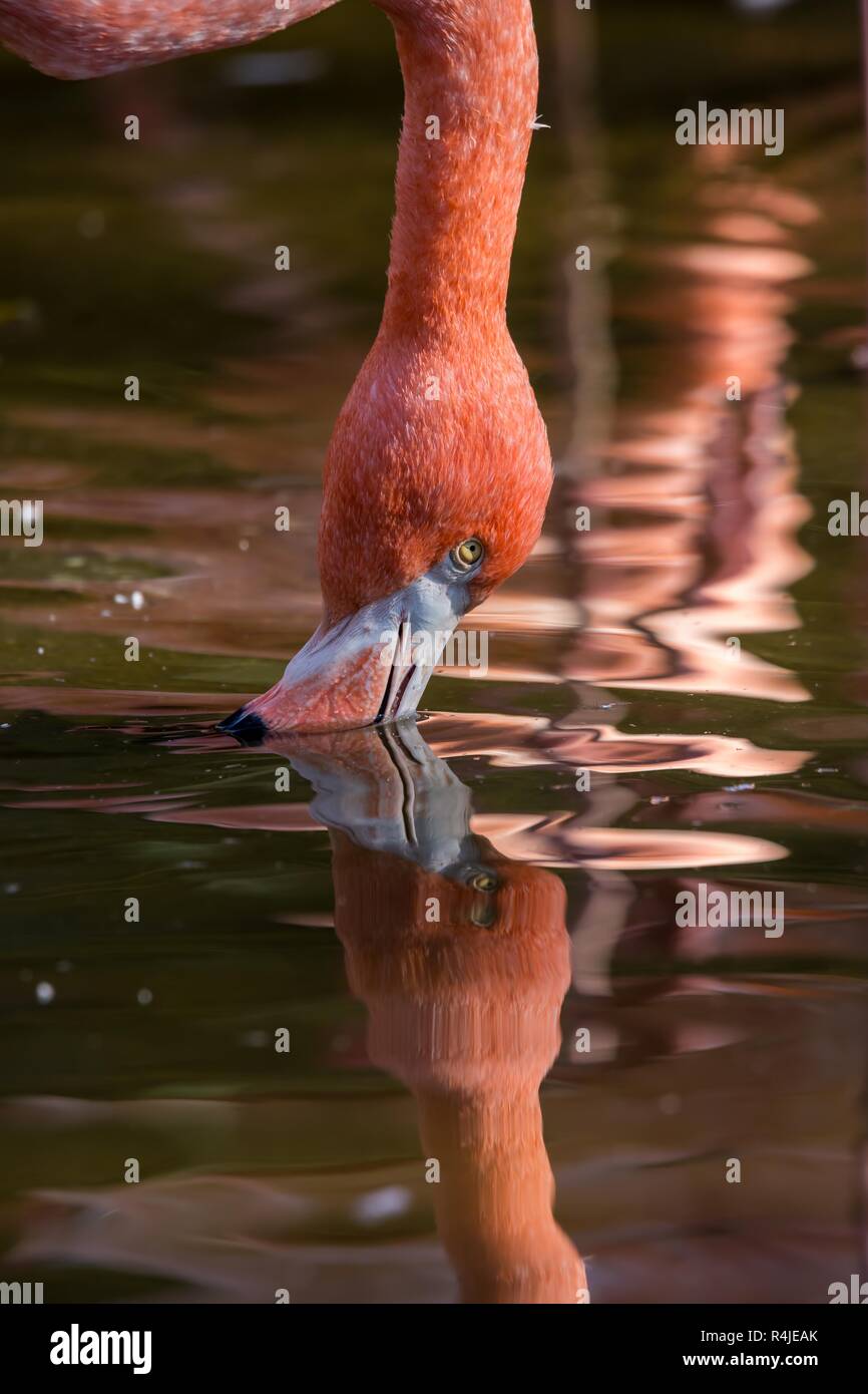 Peeking flamingo hi-res stock photography and images - Alamy