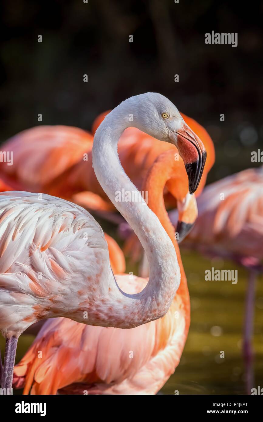 Peeking flamingo hi-res stock photography and images - Alamy