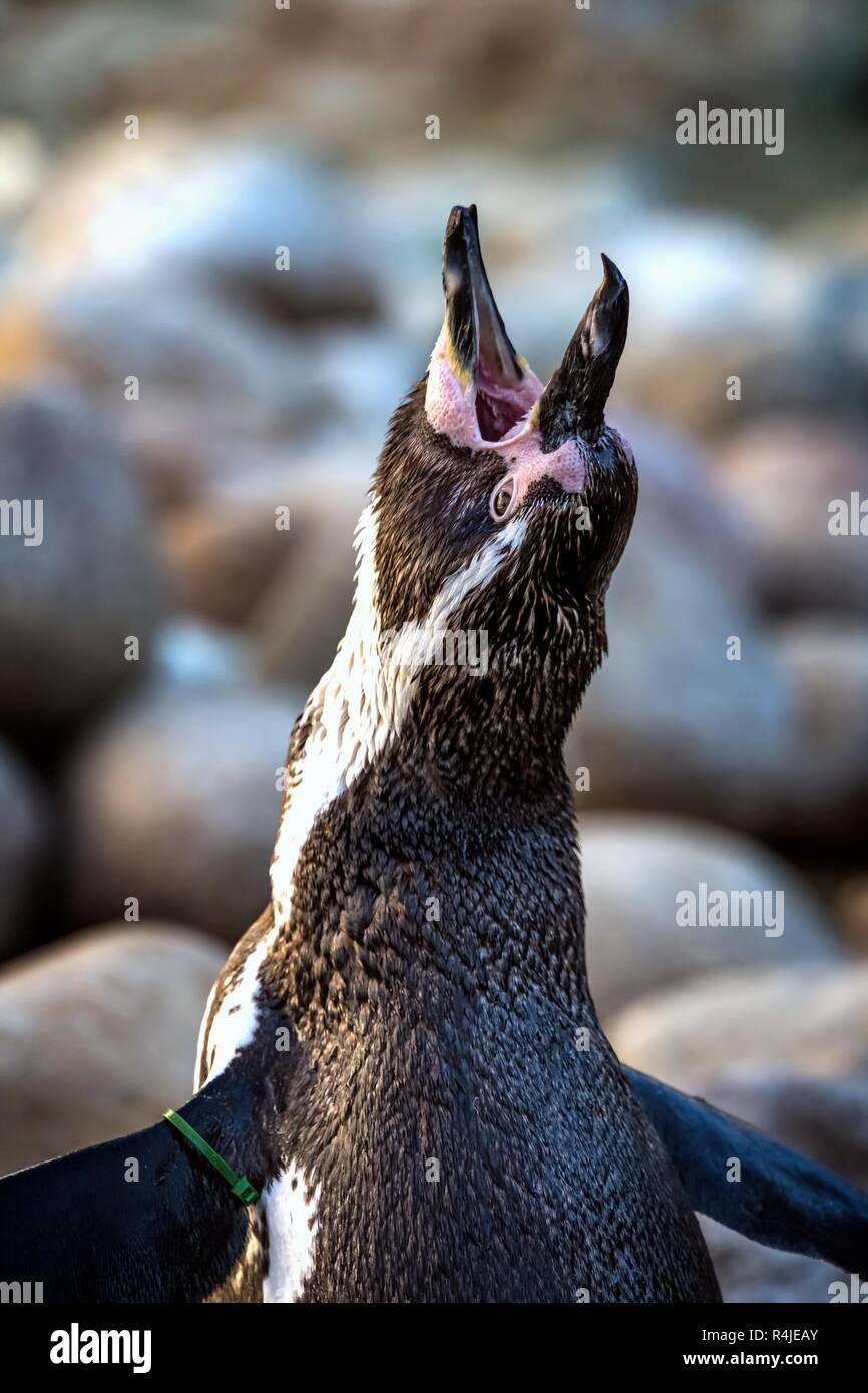 Little penguin habitat hi-res stock photography and images - Alamy