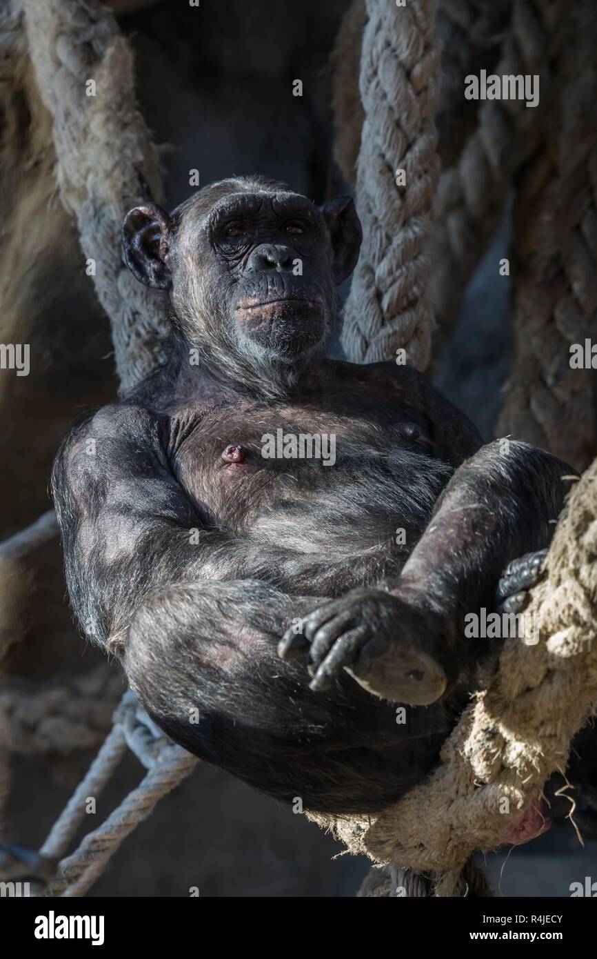 Monkey chimpanzee senior citizen hi-res stock photography and images ...