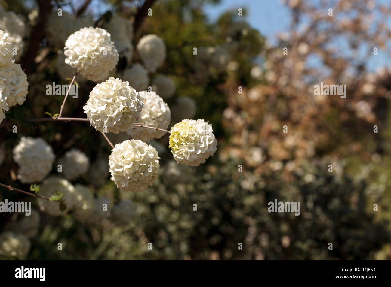 Snowball Tree High Resolution Stock Photography and Images - Alamy