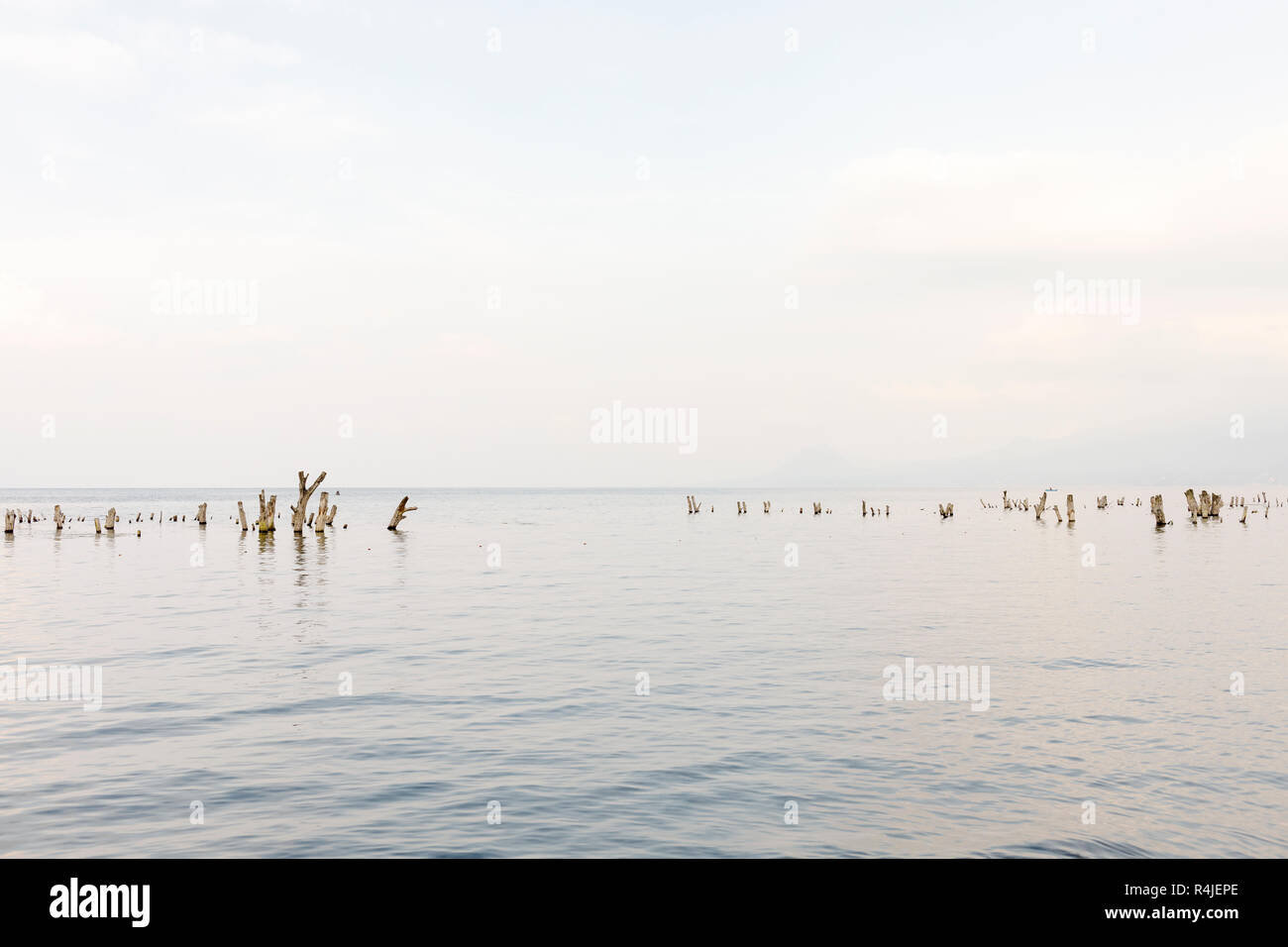 Tree stumps in water hi-res stock photography and images - Alamy