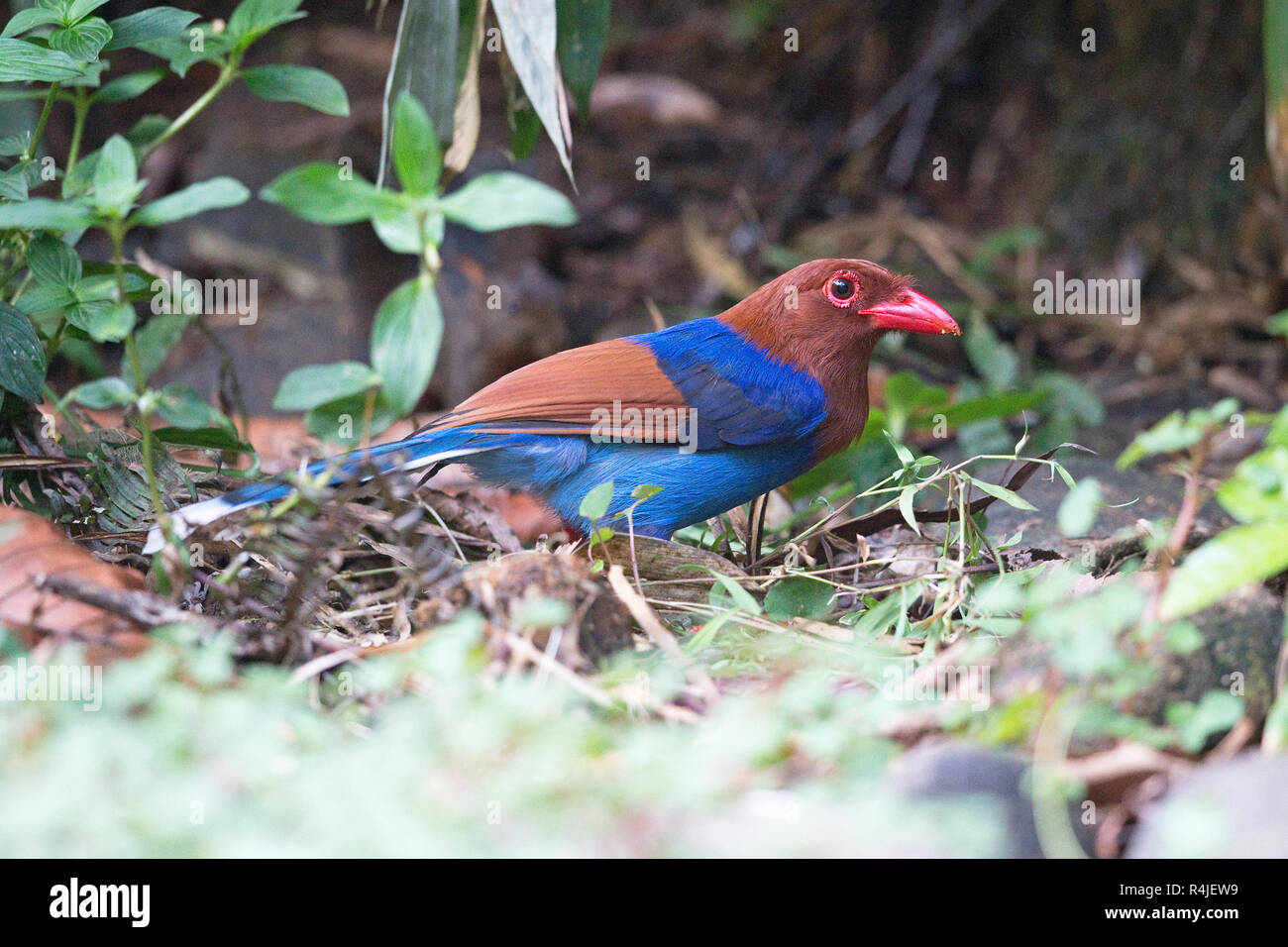 Sri Lanka Blue Magpie (Urocissa ornata Stock Photo - Alamy