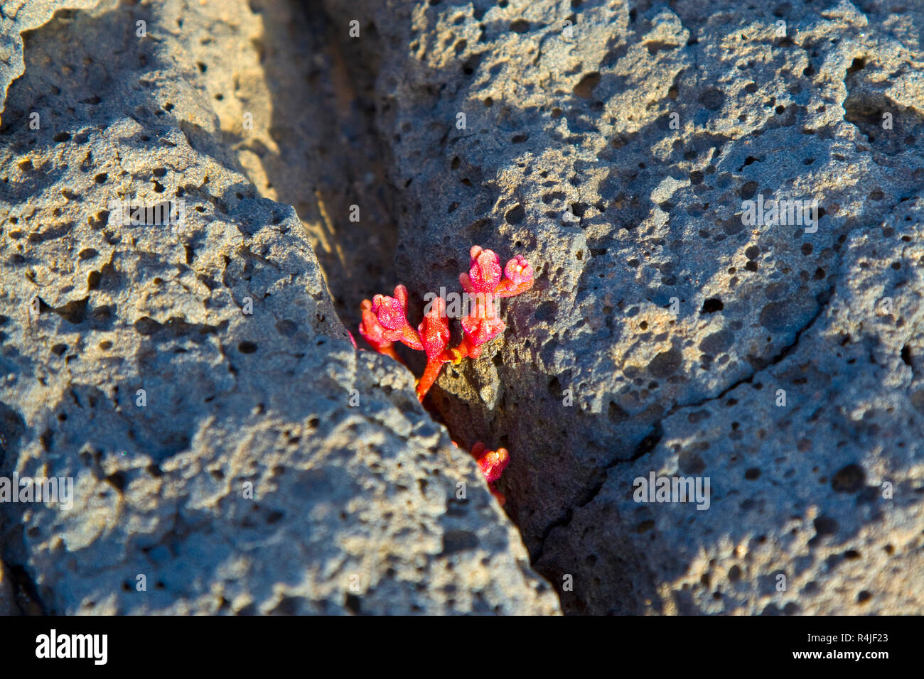 Crack Drug Image High Resolution Stock Photography and Images - Alamy