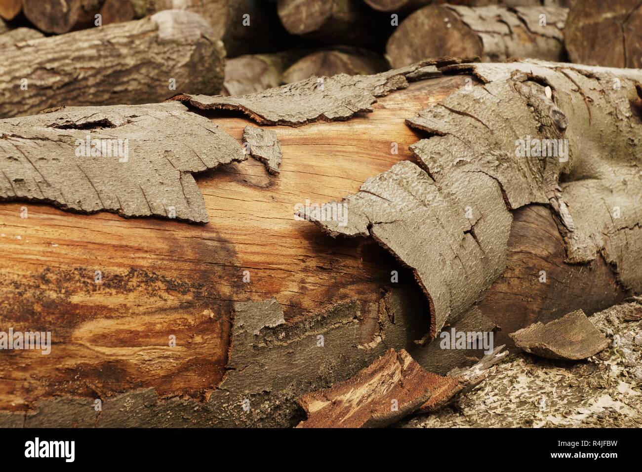 big tree trunk Stock Photo - Alamy