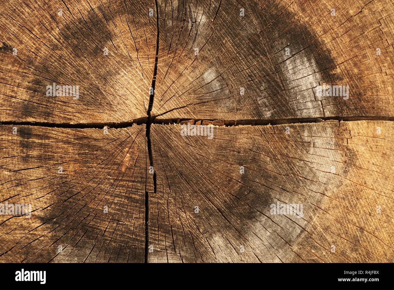 Big tree trunk sawmill hi-res stock photography and images - Alamy