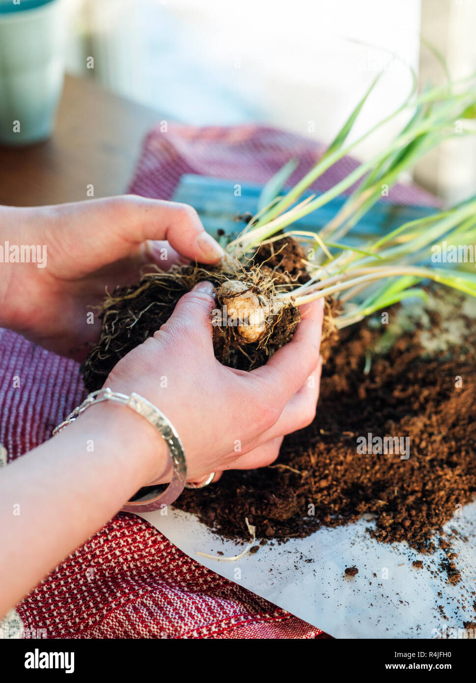 Separating bulbs hi-res stock photography and images - Alamy