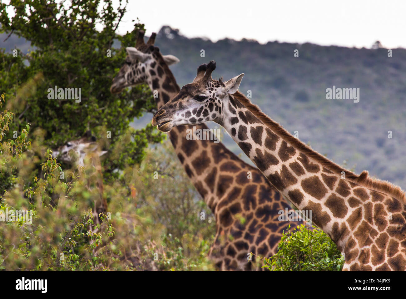 Wild drive hi-res stock photography and images - Alamy