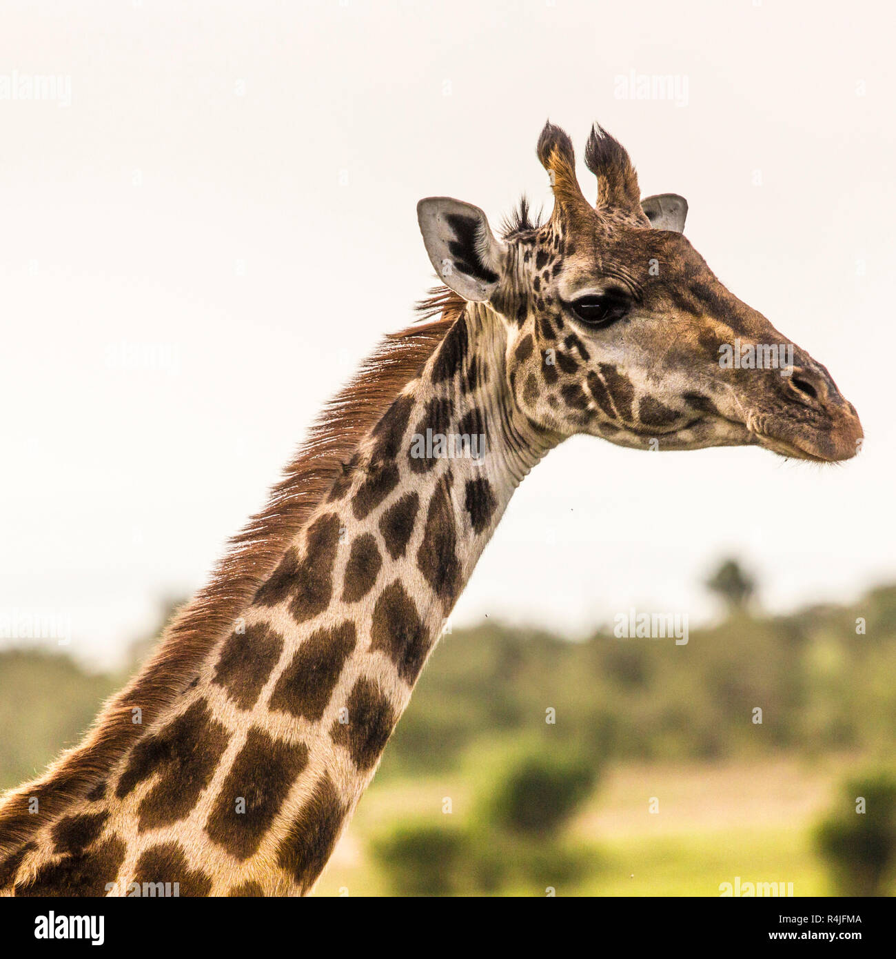 Wild drive hi-res stock photography and images - Alamy