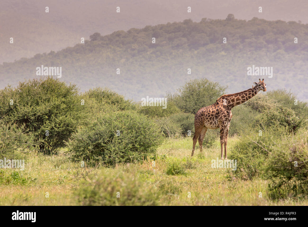 Wild drive hi-res stock photography and images - Alamy