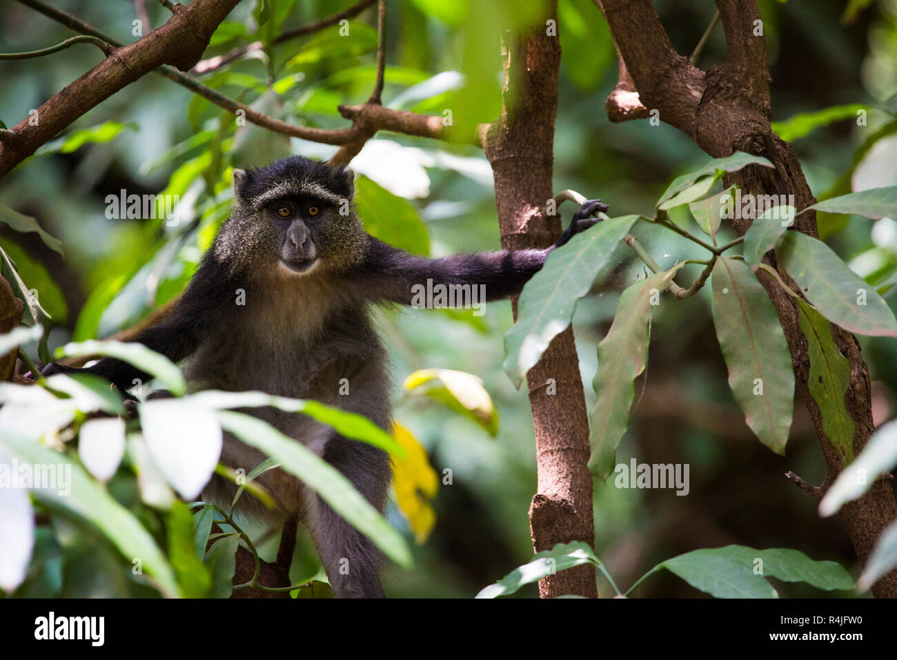 Bigodi wildlife hi-res stock photography and images - Alamy