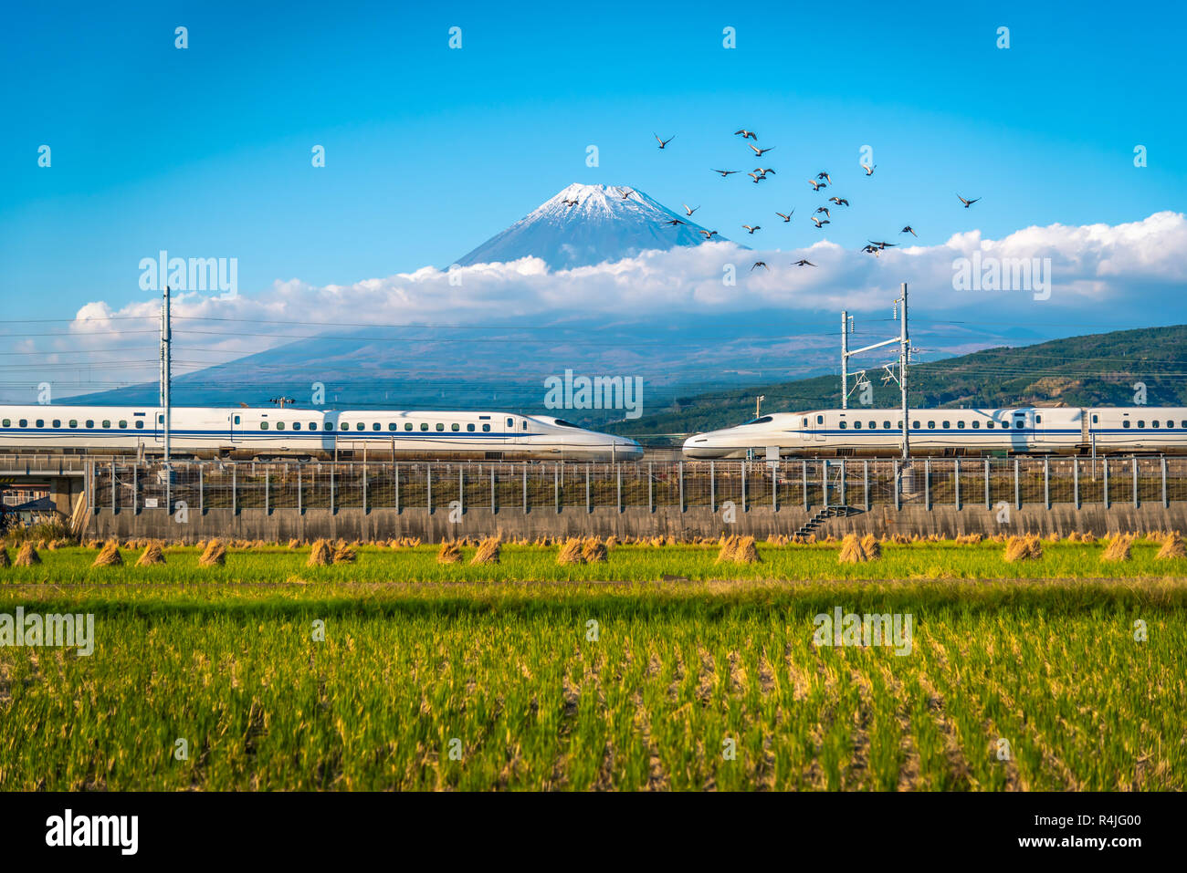 Mt. Fuji with Shinkansen train and rice field at Shizuoka, Japan Stock ...