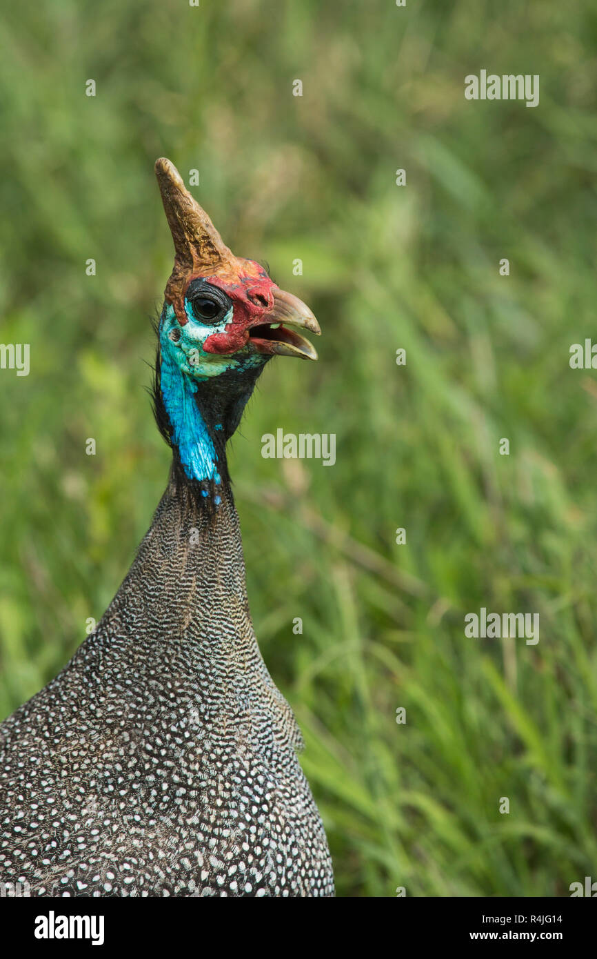 The Helmeted Guineafowl. Wild bird in Africa. Lake Manyara National ...