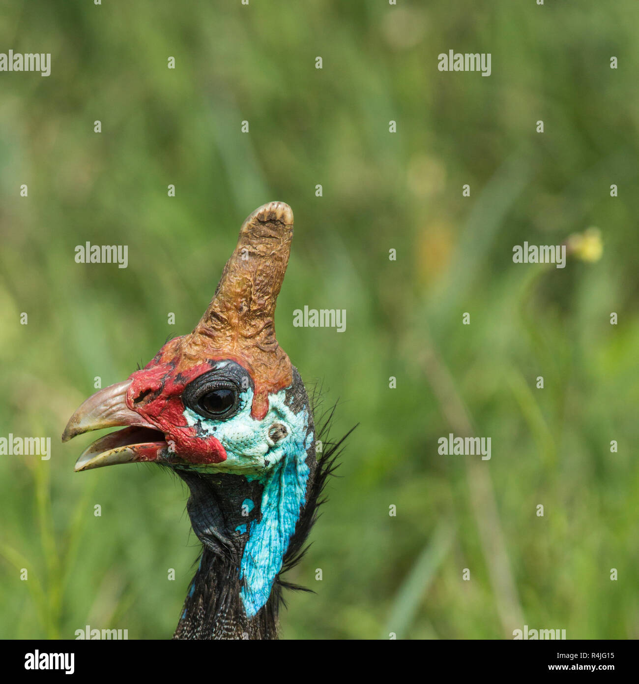 The Helmeted Guineafowl. Wild bird in Africa. Lake Manyara National ...