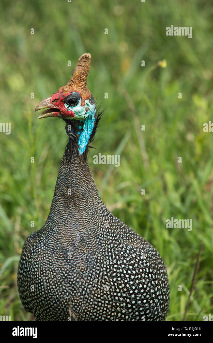 The Helmeted Guineafowl. Wild bird in Africa. Lake Manyara National ...