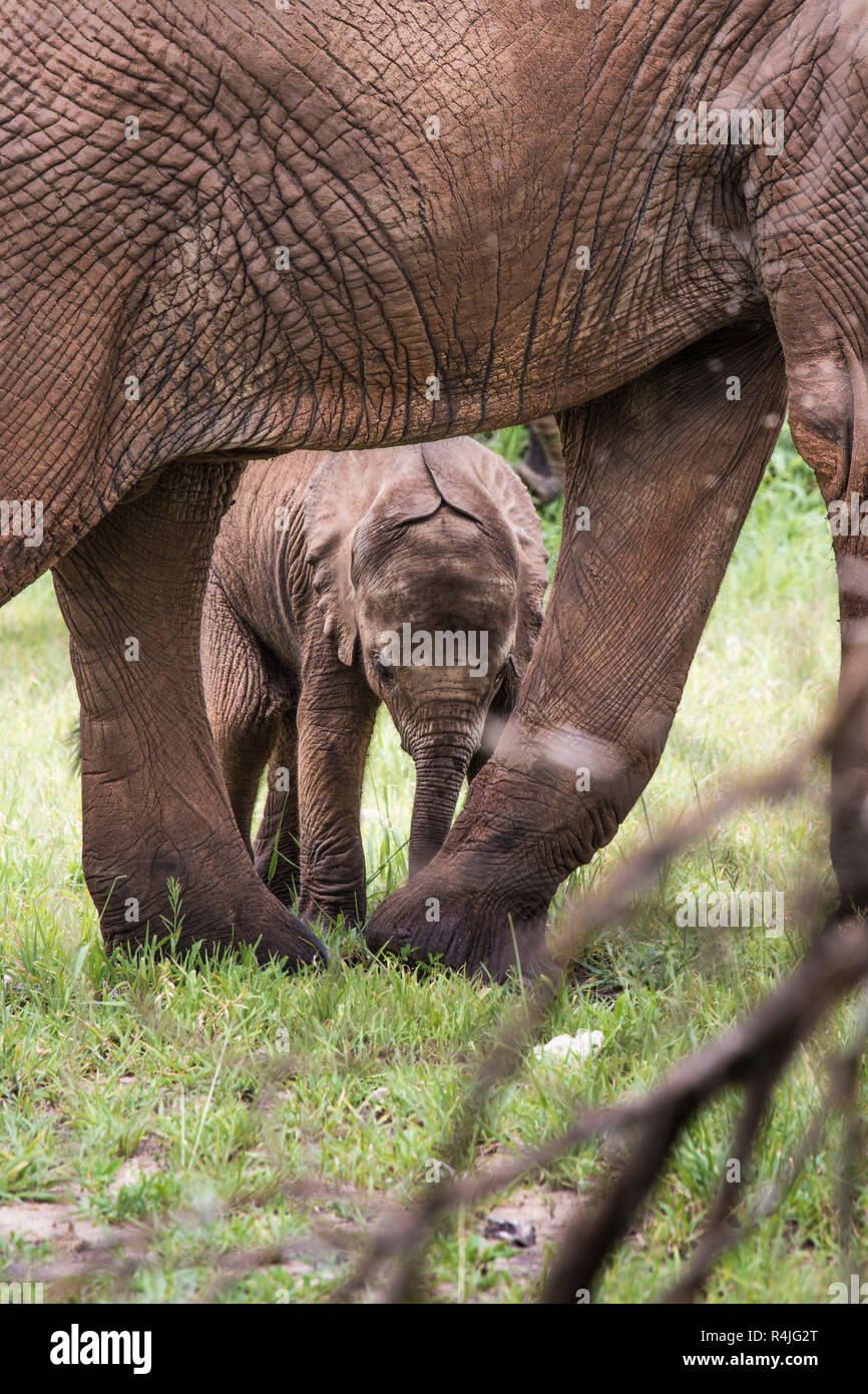 Baby Afrfican Elephant Calf between the legs of its mother and minders ...