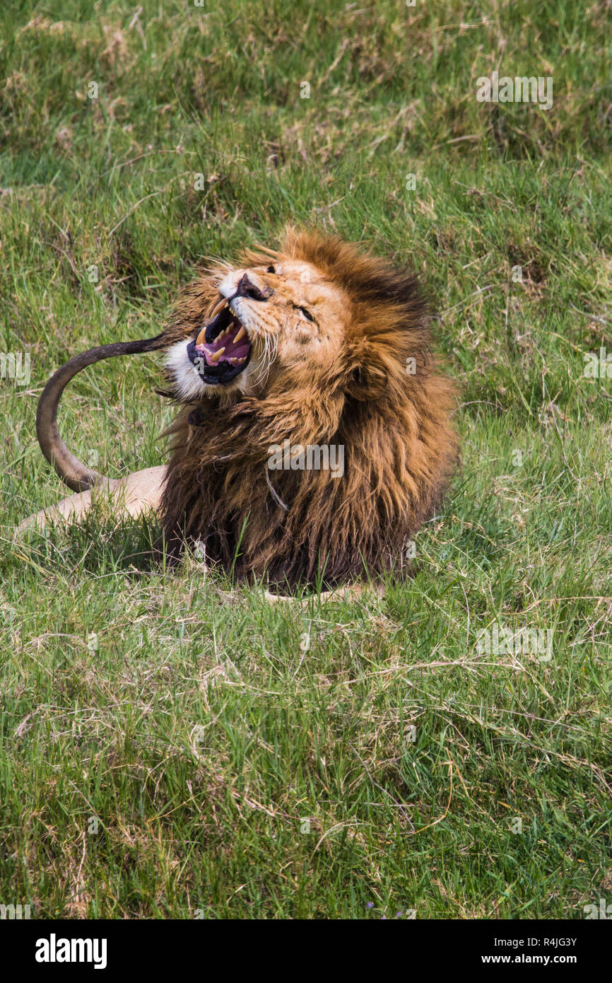 Big Lion showing his dangerous teeth in Masai Mara, Kenya Stock Photo ...