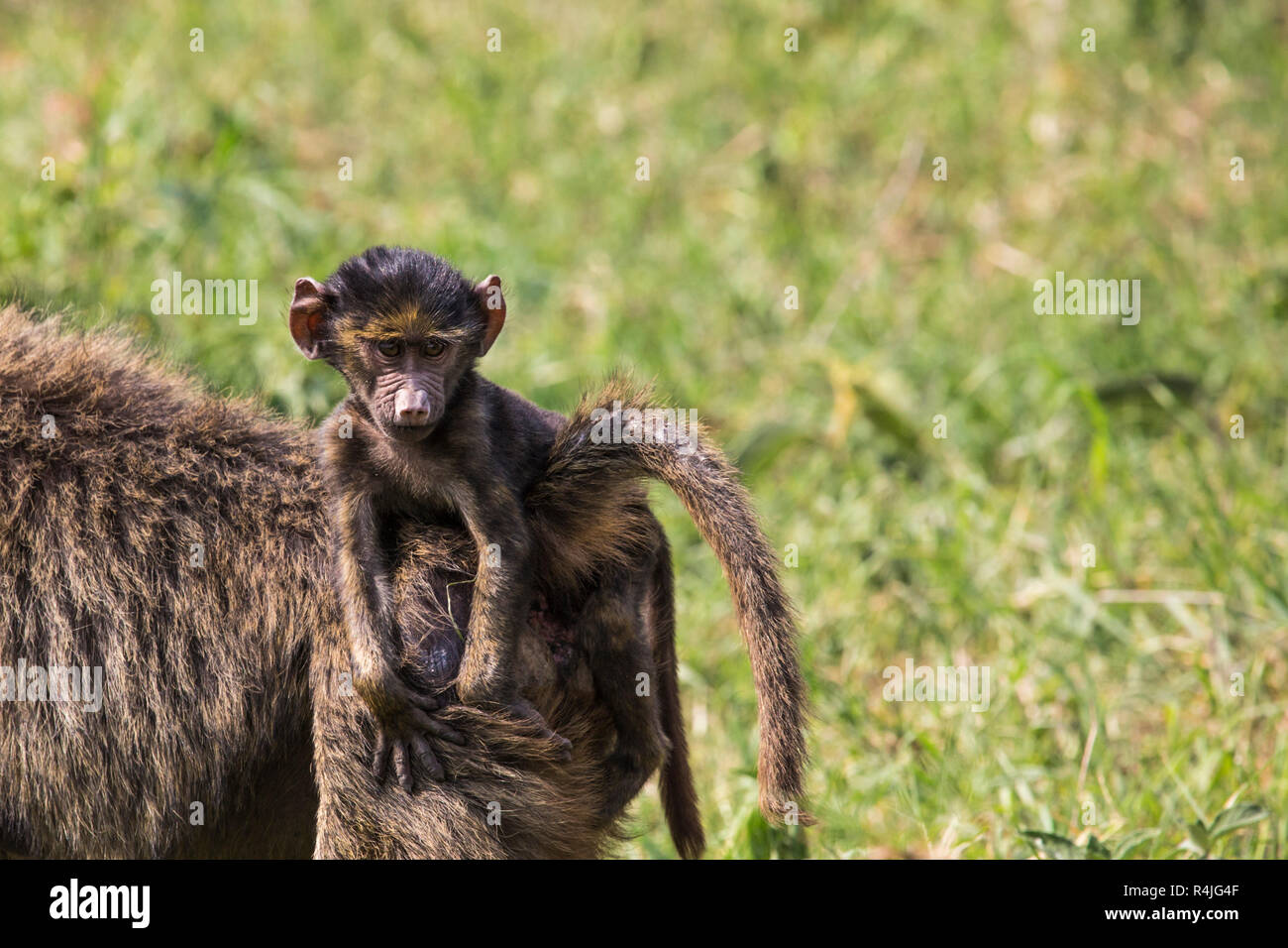 Baboon mother walking through the savannah with its baby on the back ...