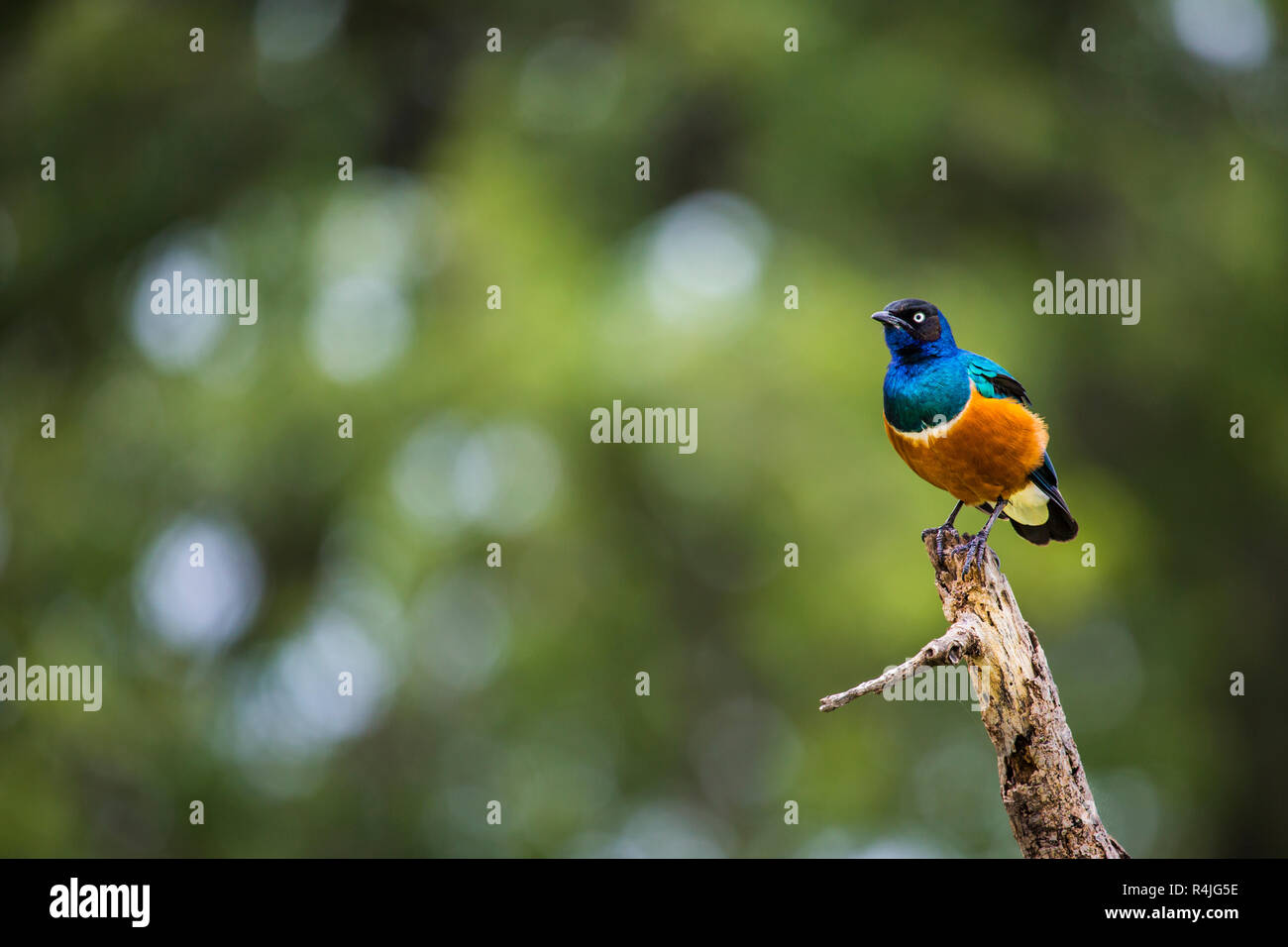 Picture of a starling hi-res stock photography and images - Alamy