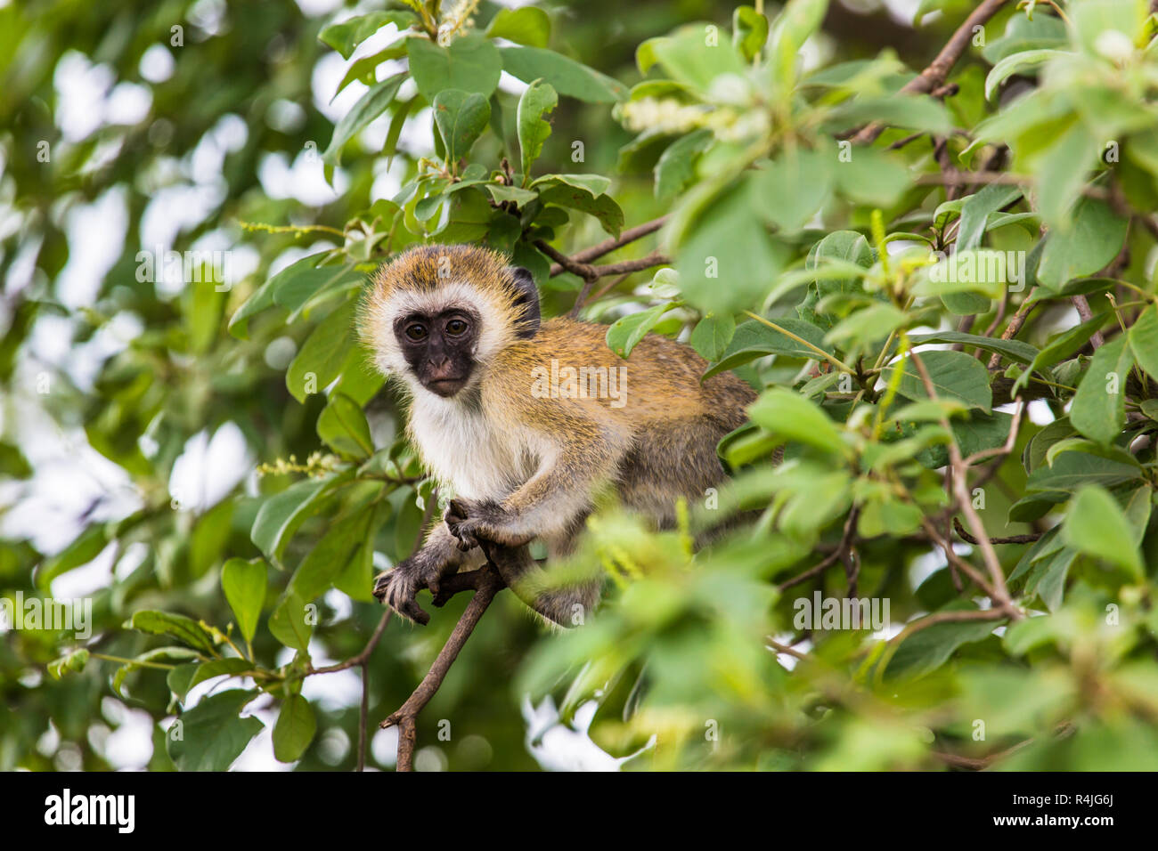Vervet monkey (Cercopithecus aethiops) sitting in a tree, South Africa ...