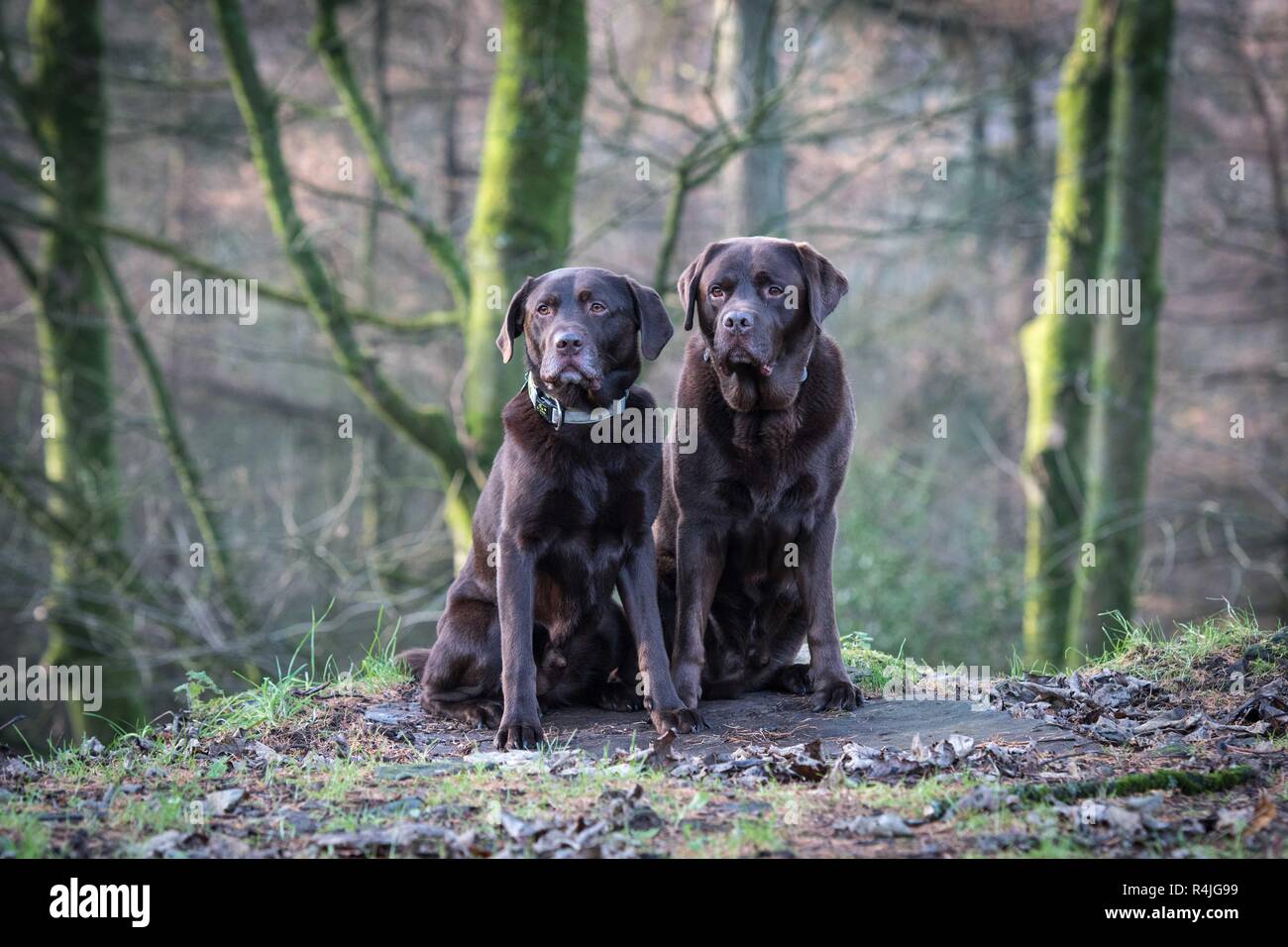 Chocolate Labrador Dog Stock Photo - Alamy