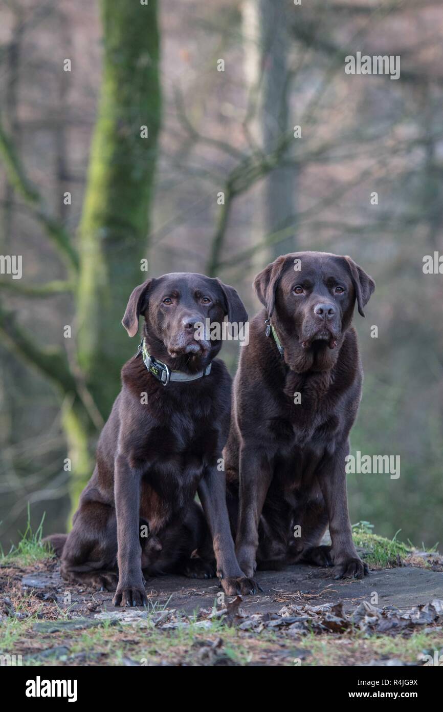 Chocolate Labrador Dog Stock Photo - Alamy