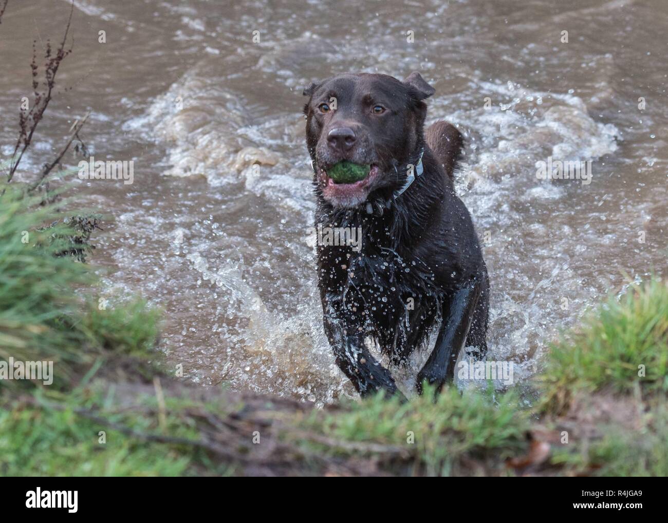 Cocolate labrador retriever hi-res stock photography and images - Alamy