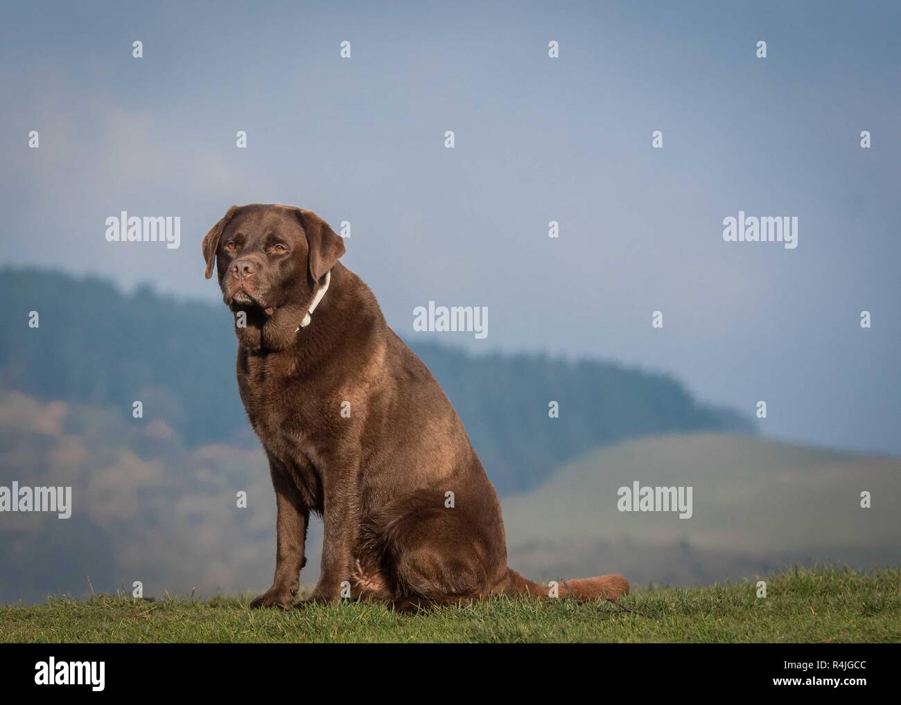 Chocolate Labrador Dog Stock Photo - Alamy