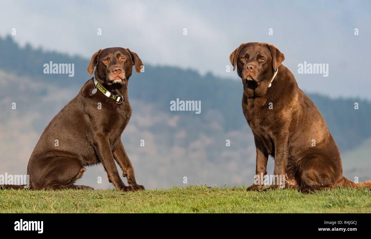 Chocolate Labrador Dog Stock Photo - Alamy