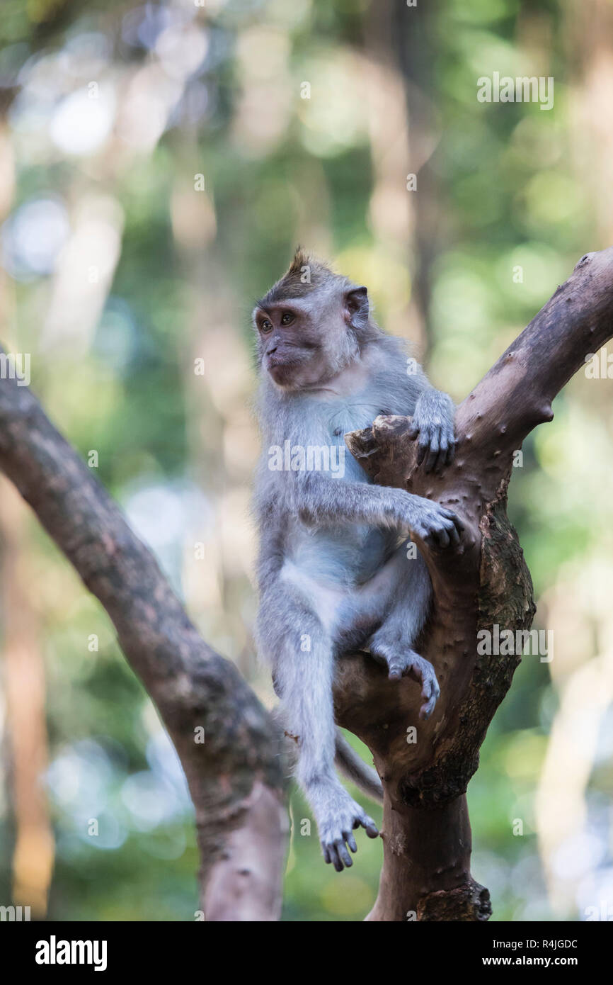 Monkey at Sacred Monkey Forest, Ubud, Bali, Indonesia Stock Photo - Alamy