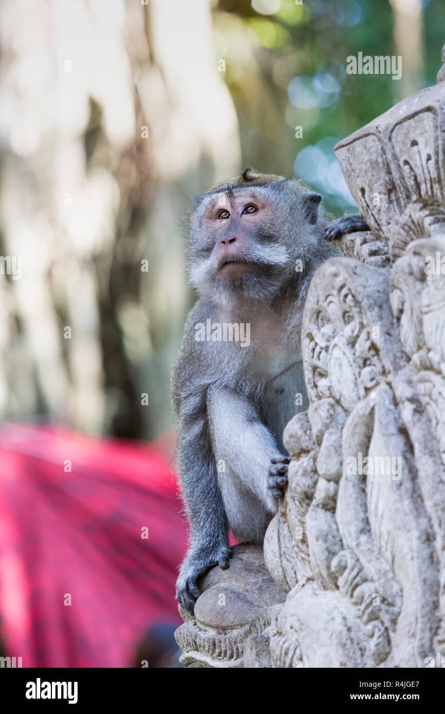 Monkey at Sacred Monkey Forest, Ubud, Bali, Indonesia Stock Photo - Alamy