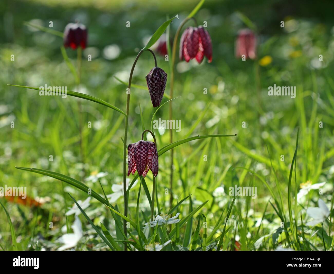 Offene blume hi-res stock photography and images - Alamy