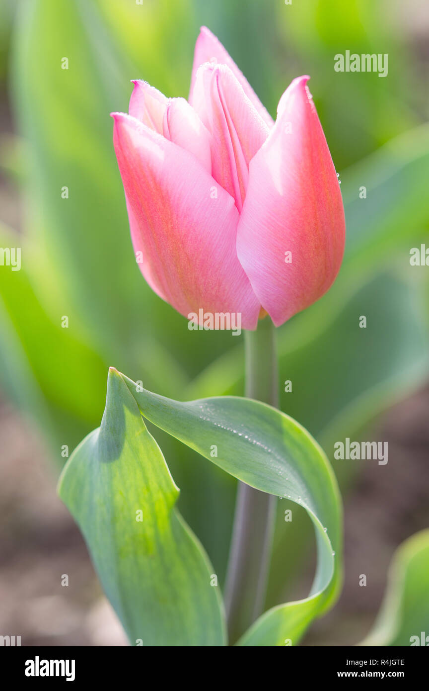 Backlit tender and romantic tulip flower Stock Photo - Alamy