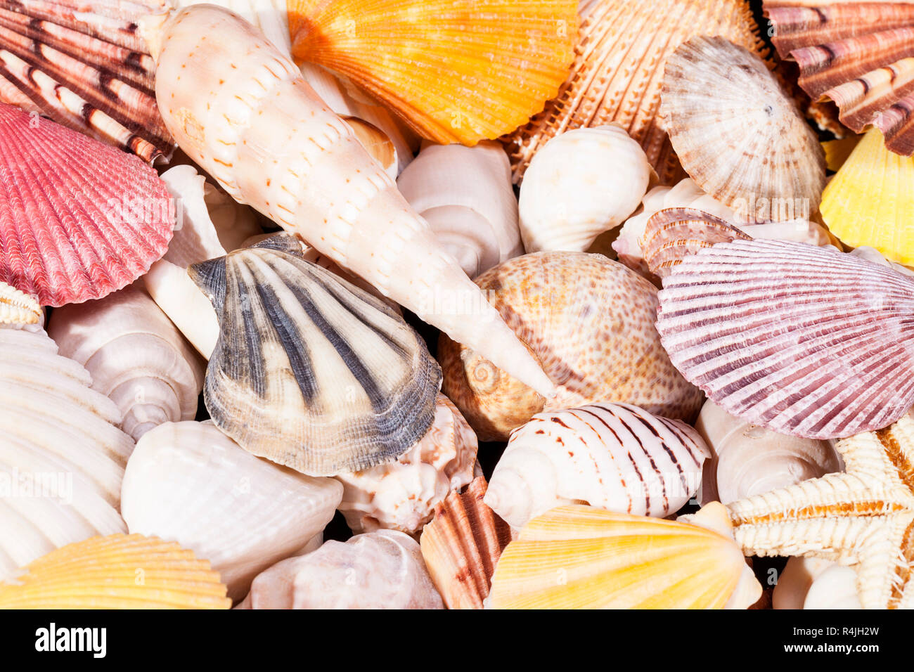 Background of different kind sea shells Stock Photo - Alamy