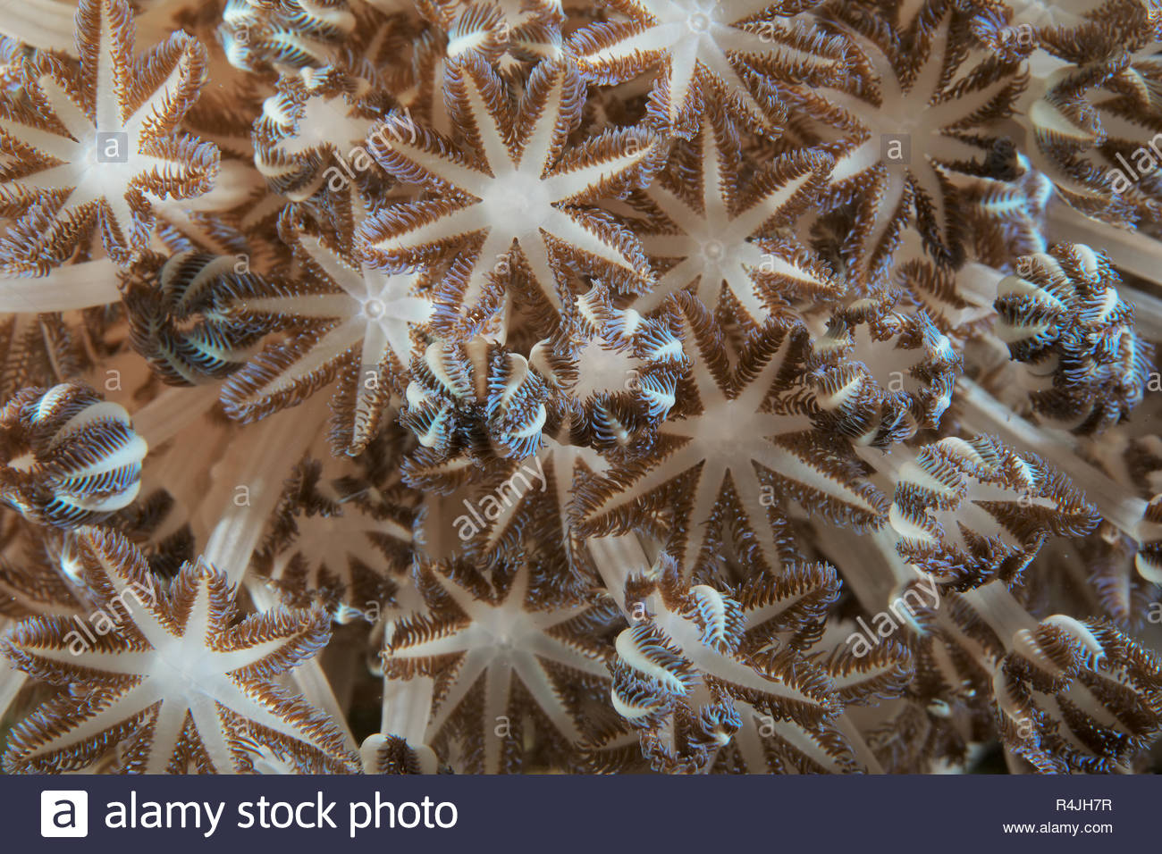 Xenia Stock Photos & Xenia Stock Images - Alamy